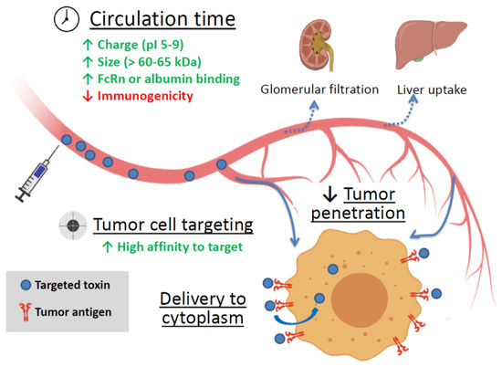 IJMS | Free Full-Text | Natural and Designed Toxins for Precise Therapy ...