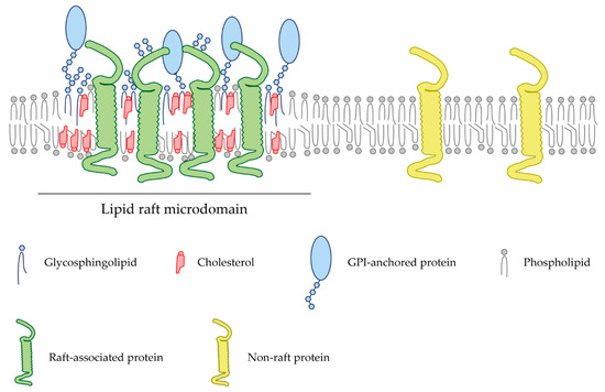 One Raft to Guide Them All, and in Axon Regeneration Inhibit Them