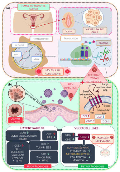 Assessment of TSPAN Expression Profile and Their Role in the VSCC Prognosis