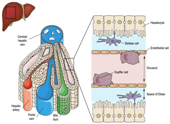 Liver Cells Structure And Function