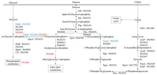 The AraC-Type Transcriptional Regulator GliR (PA3027) Activates Genes ...