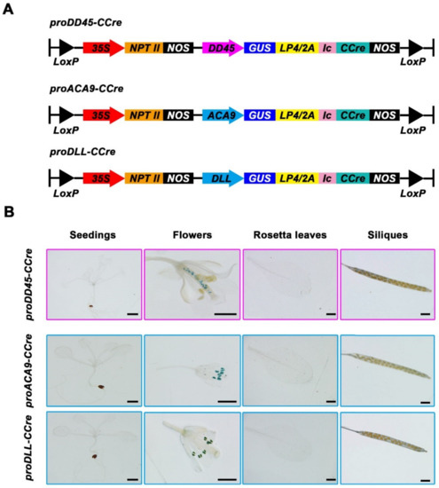 IJMS | Free Full-Text | Dual Reproductive Cell-Specific Promoter ...