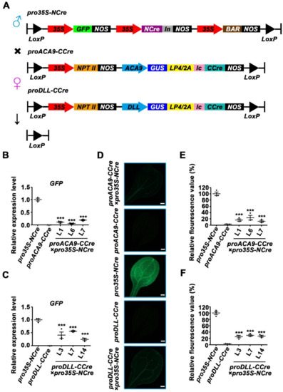 IJMS | Free Full-Text | Dual Reproductive Cell-Specific Promoter ...