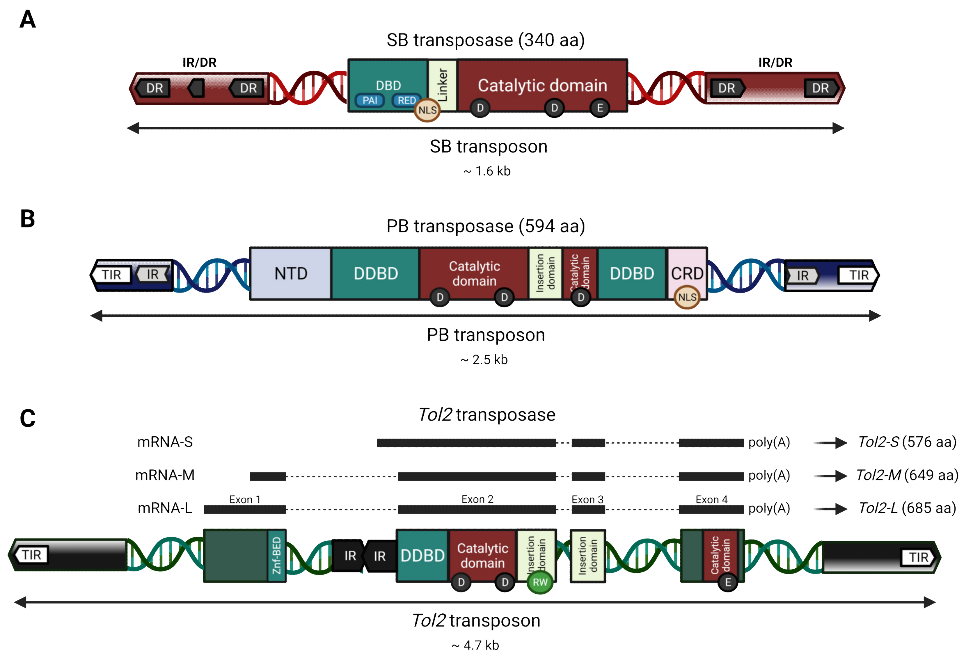 Contemporary Transposon Tools: A Review and Guide through Mechanisms ...