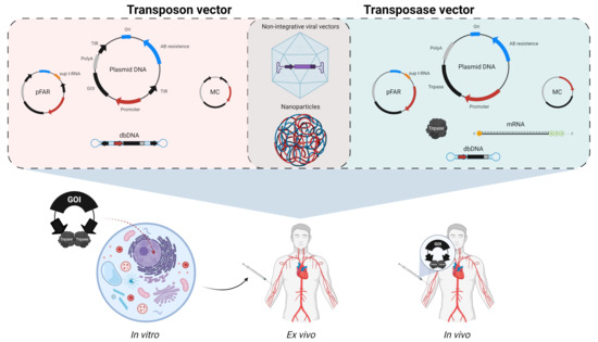 Contemporary Transposon Tools: A Review and Guide through Mechanisms and Applications of ...