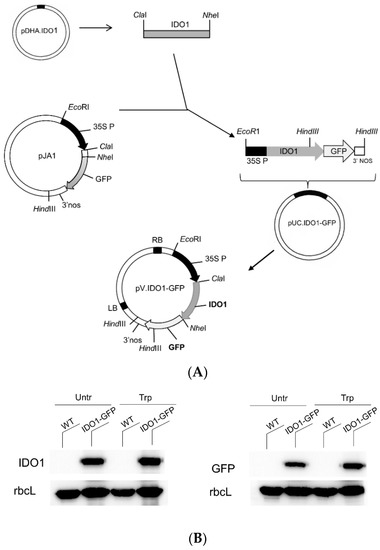 Human Indoleamine 2,3-dioxygenase 1 (IDO1) Expressed in Plant Cells ...