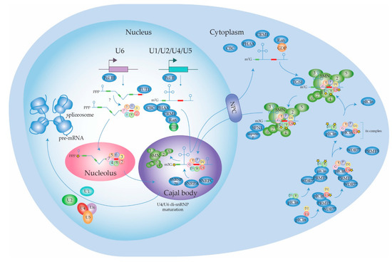 Biology of the mRNA Splicing Machinery and Its Dysregulation in Cancer ...