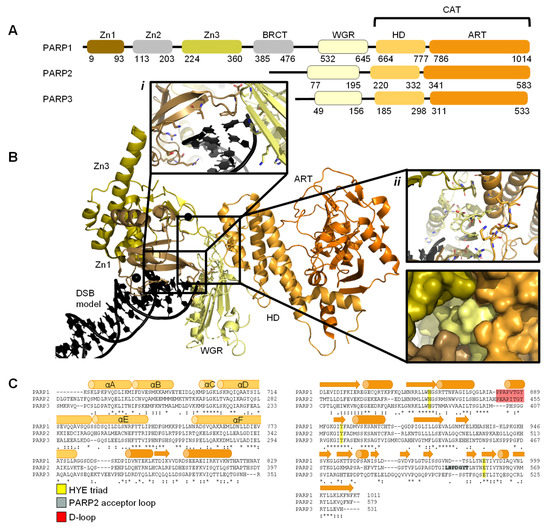 PARP Power: A Structural Perspective on PARP1, PARP2, and PARP3 in DNA ...