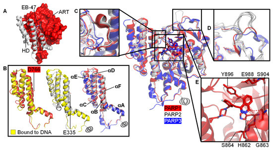 PARP Power: A Structural Perspective on PARP1, PARP2, and PARP3 in DNA ...