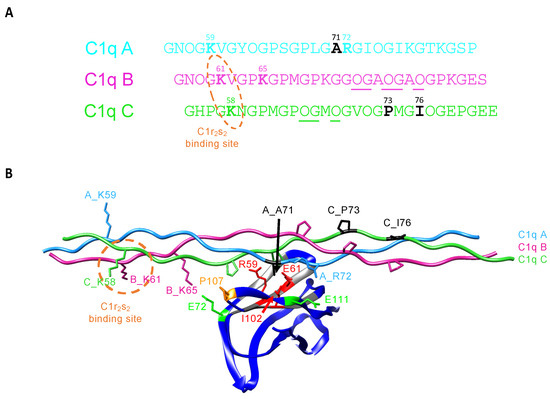 Molecular Basis of Complement C1q Collagen-Like Region Interaction with ...