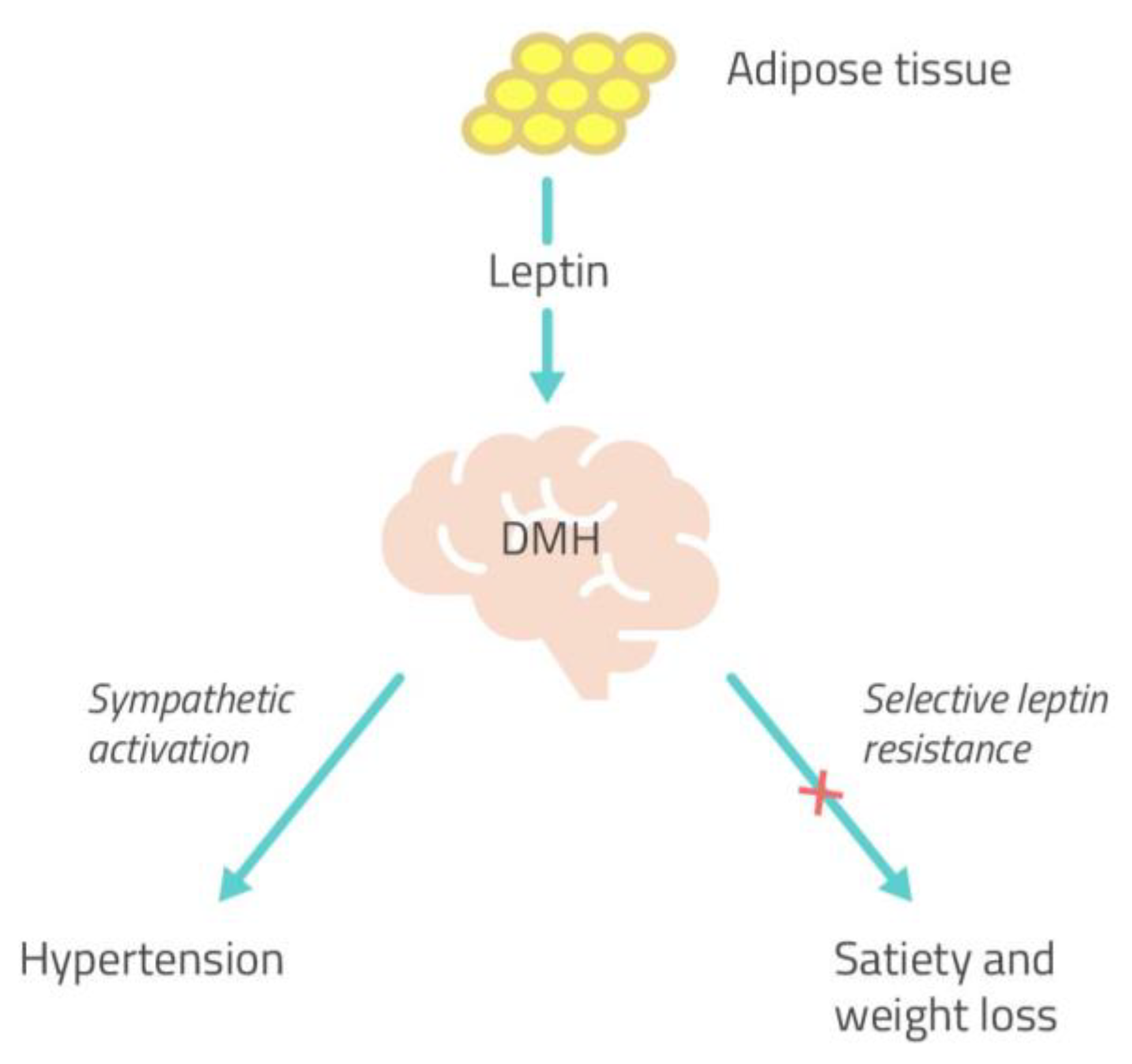 Ijms Free Full Text Autonomic Nervous System In Obesity And Insulin