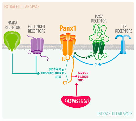 Pannexin-1 Channels as Mediators of Neuroinflammation