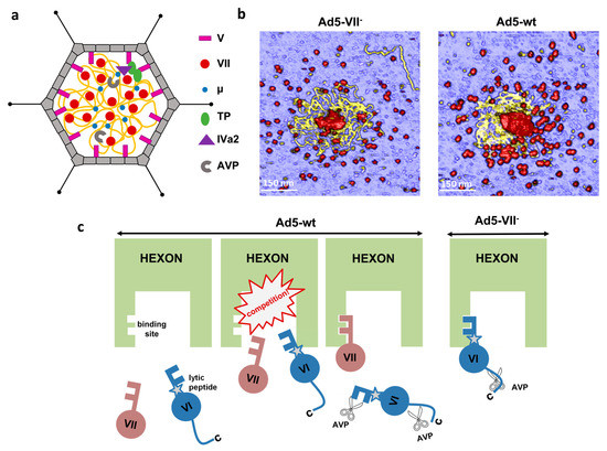 Adenovirus Structure: What Is New?