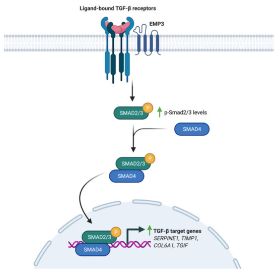 The Multifunctional Role of EMP3 in the Regulation of Membrane ...