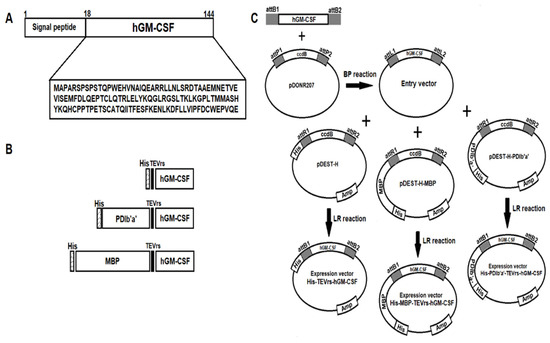 Soluble Prokaryotic Overexpression and Purification of Human GM-CSF ...