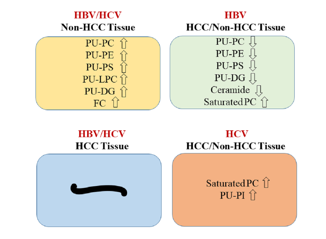 IJMS | Free Full-Text | Liver Lipids of Patients with Hepatitis B and C ...