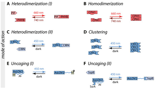 Optogenetic Approaches for the Spatiotemporal Control of Signal ...