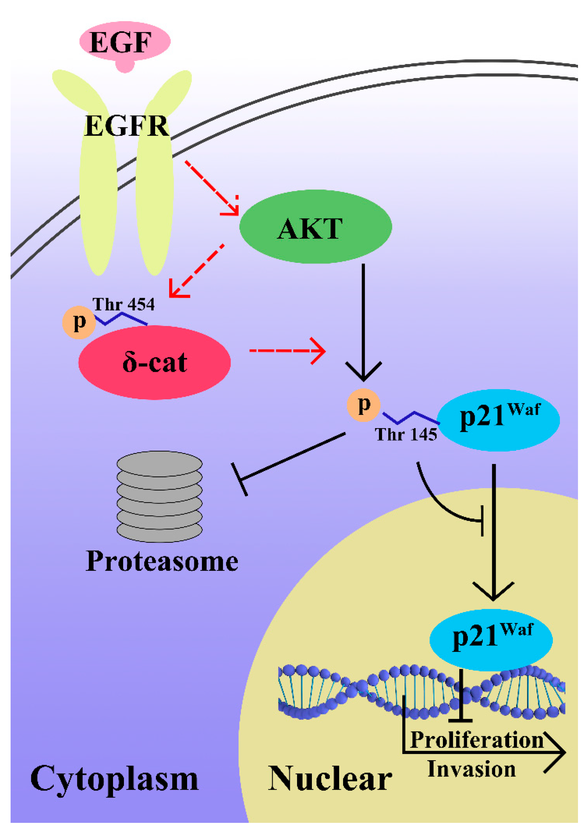 δ Catenin Participates In Egf Akt P21waf Signaling And Induces Prostate