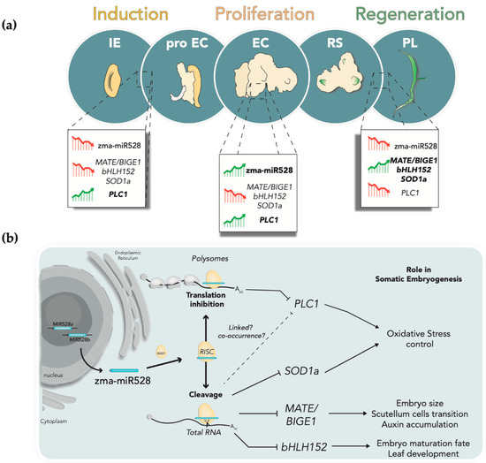 MicroRNA Zma-miR528 Versatile Regulation on Target mRNAs during Maize ...