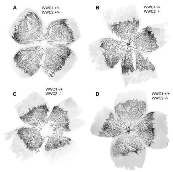 Lack of WWC2 Protein Leads to Aberrant Angiogenesis in Postnatal Mice