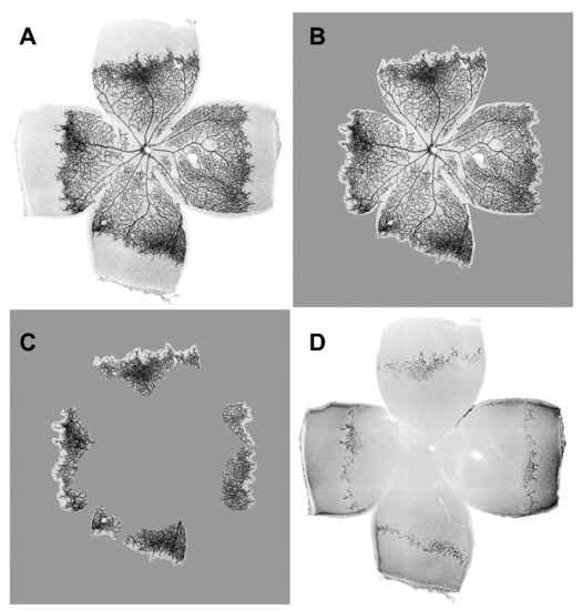 Lack of WWC2 Protein Leads to Aberrant Angiogenesis in Postnatal Mice