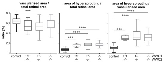 Lack of WWC2 Protein Leads to Aberrant Angiogenesis in Postnatal Mice