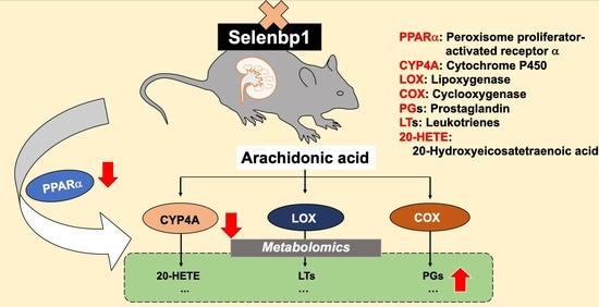 IJMS | Free Full-Text | Ablation of Selenbp1 Alters Lipid Metabolism ...