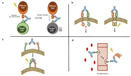 Bioassay Development for Bispecific Antibodies—Challenges and Opportunities
