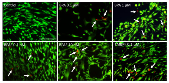 BPA, BPAF and TMBPF Alter Adipogenesis and Fat Accumulation in Human ...