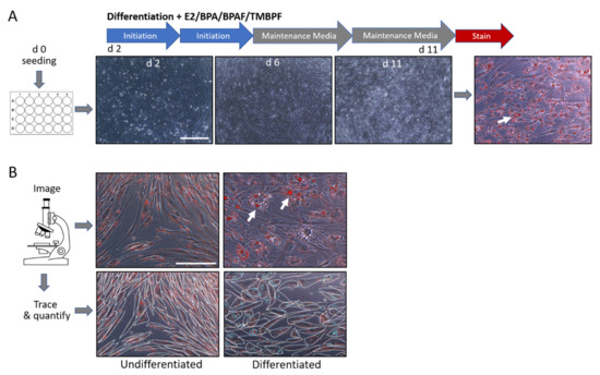 BPA, BPAF and TMBPF Alter Adipogenesis and Fat Accumulation in Human ...