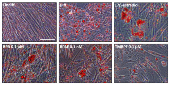 BPA, BPAF and TMBPF Alter Adipogenesis and Fat Accumulation in Human ...