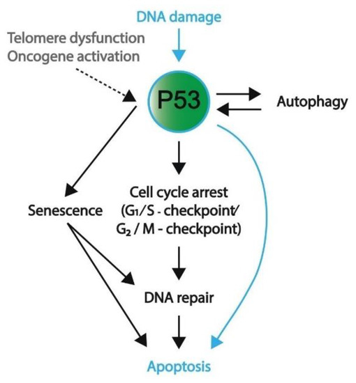 Mechanisms of TP53 Pathway Inactivation in Embryonic and Somatic Cells ...