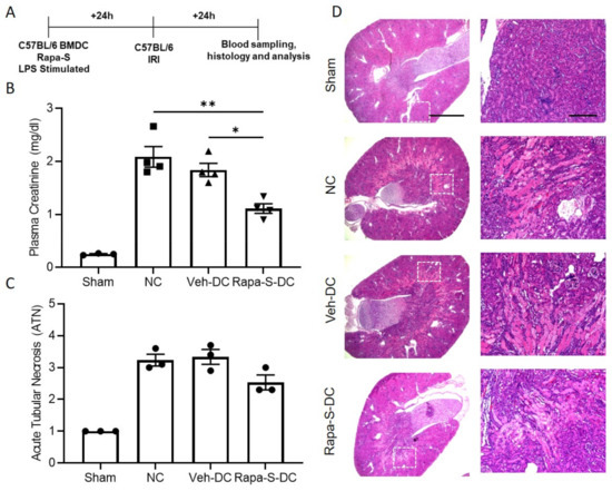 Rapamycin Alternatively Modifies Mitochondrial Dynamics in Dendritic ...