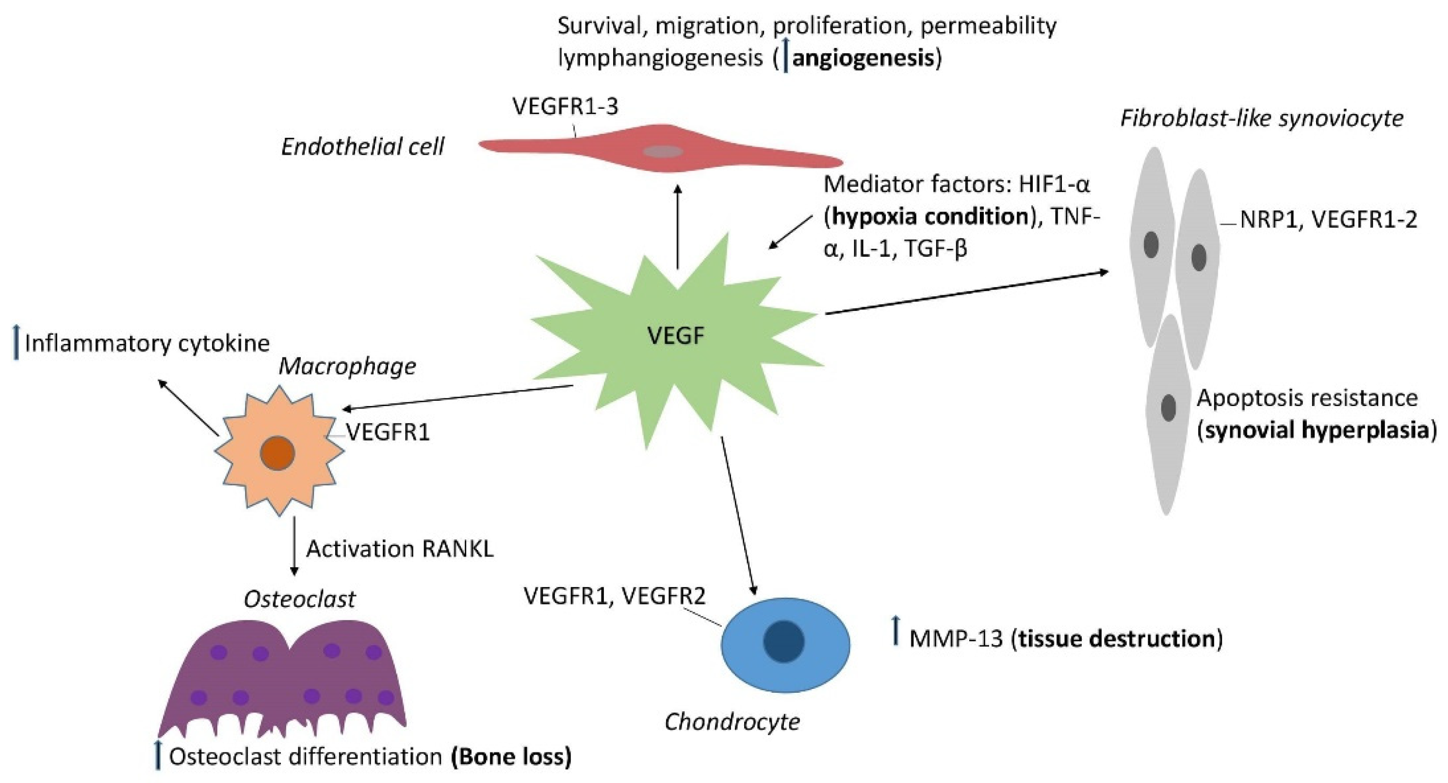Mechanism Of Action Of Vascular Endothelial Growth Fa - vrogue.co Mechanism Of Action Of Vascular Endothelial Growth Fa - vrogue.co
