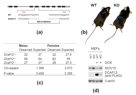 CRL4-DCAF12 Ubiquitin Ligase Controls MOV10 RNA Helicase during ...