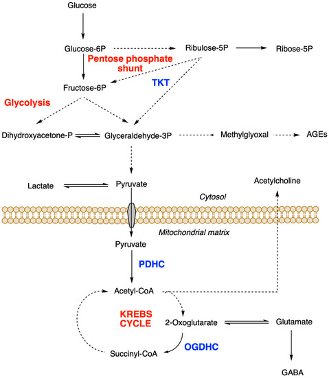 Neuroprotective Effects of Thiamine and Precursors with Higher ...