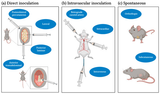 How to Target Spinal Metastasis in Experimental Research: An Overview ...