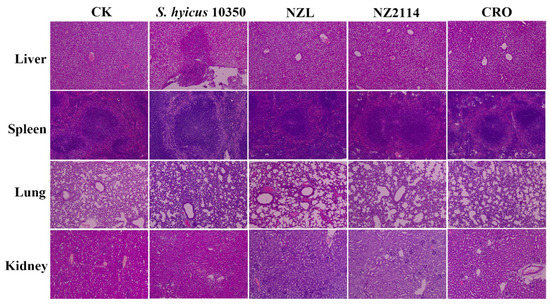 Design and Pharmacodynamics of Recombinant Fungus Defensin NZL with ...