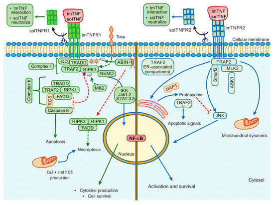 Transmembrane TNF and Its Receptors TNFR1 and TNFR2 in Mycobacterial ...