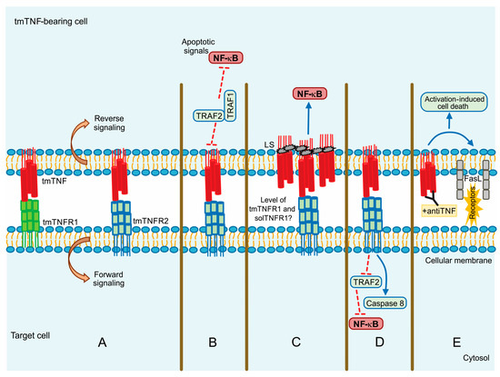 Transmembrane TNF and Its Receptors TNFR1 and TNFR2 in Mycobacterial ...