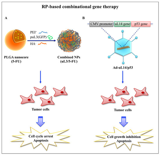 Ribosome Biogenesis and Cancer: Overview on Ribosomal Proteins