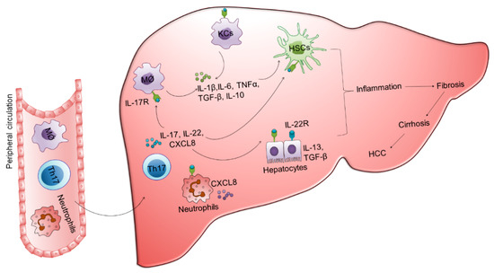 Immunopathology of Chronic Hepatitis B Infection: Role of Innate and Adaptive Immune Response in ...