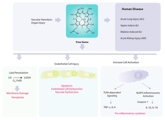 Significance of Heme and Heme Degradation in the Pathogenesis of Acute ...
