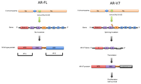 IJMS | Free Full-Text | AR-V7 in Metastatic Prostate Cancer: A Strategy beyond Redemption