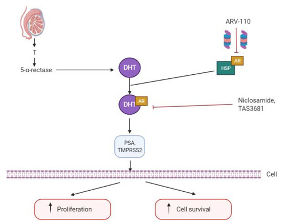 AR-V7 in Metastatic Prostate Cancer: A Strategy beyond Redemption