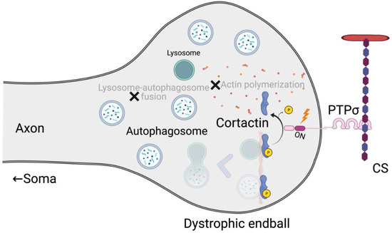 Type IIa RPTPs and Glycans: Roles in Axon Regeneration and Synaptogenesis