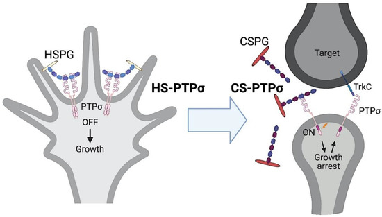 Type IIa RPTPs and Glycans: Roles in Axon Regeneration and Synaptogenesis