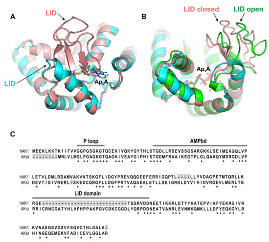 IJMS | Free Full-Text | Assessing the Interactions of Statins with ...