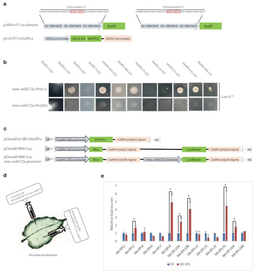 Hierarchical Action of Mulberry miR156 in the Vegetative Phase Transition