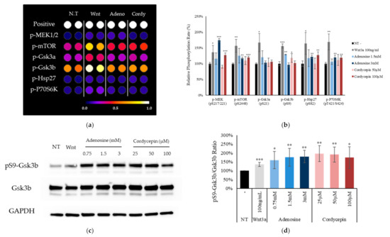 Adenosine and Cordycepin Accelerate Tissue Remodeling Process through ...